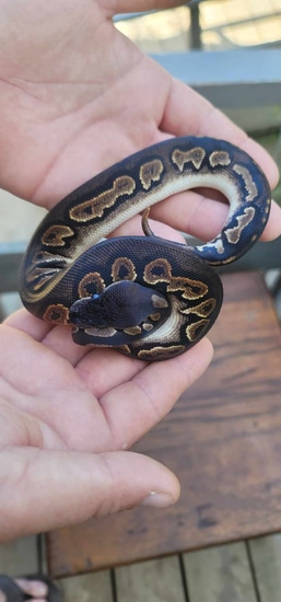 Blackhead Firemon Het Candy Ball Python by TKR Exotics