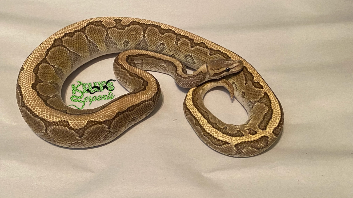 Lesser Pinstripe (KingPin) Ball Python by Kelly’s Serpents - MorphMarket