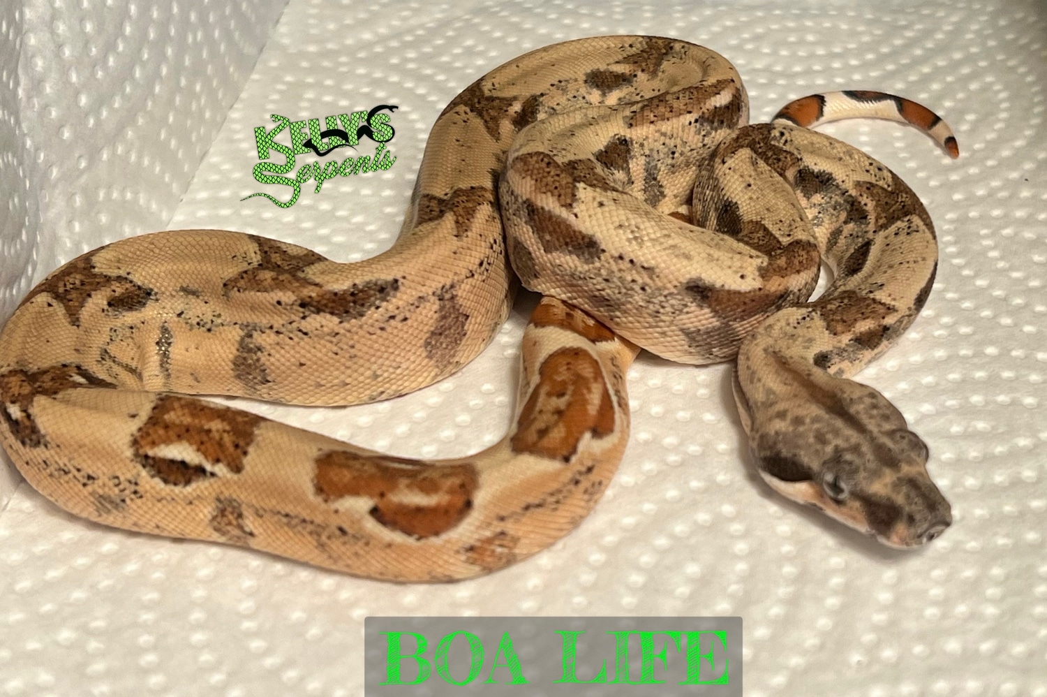 Hypo Pos Jungle 50% DH Anery Albino (Kahl) Boa Constrictor by Kelly’s ...