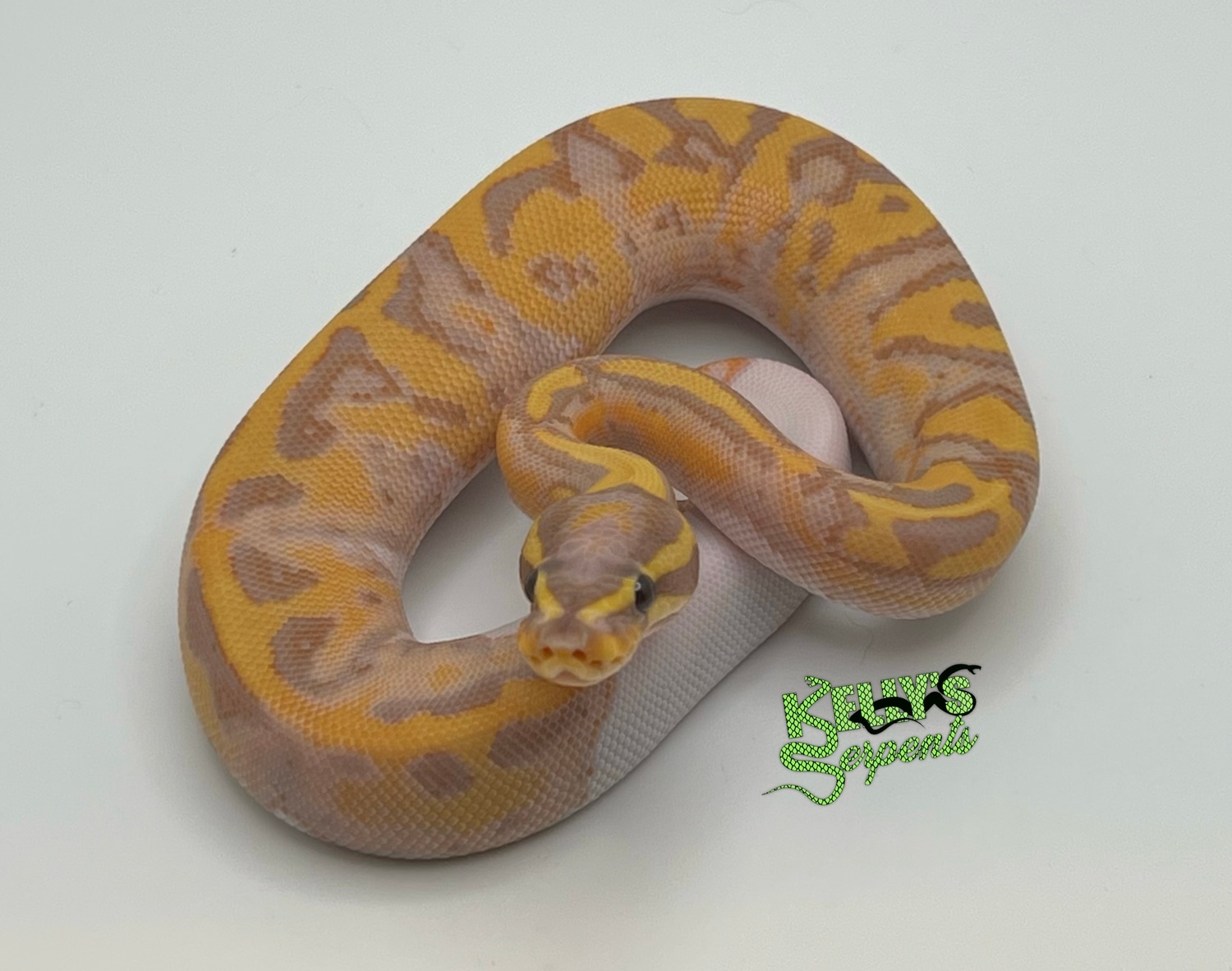 Banana Goblin Pied Ball Python by Kelly’s Serpents - MorphMarket