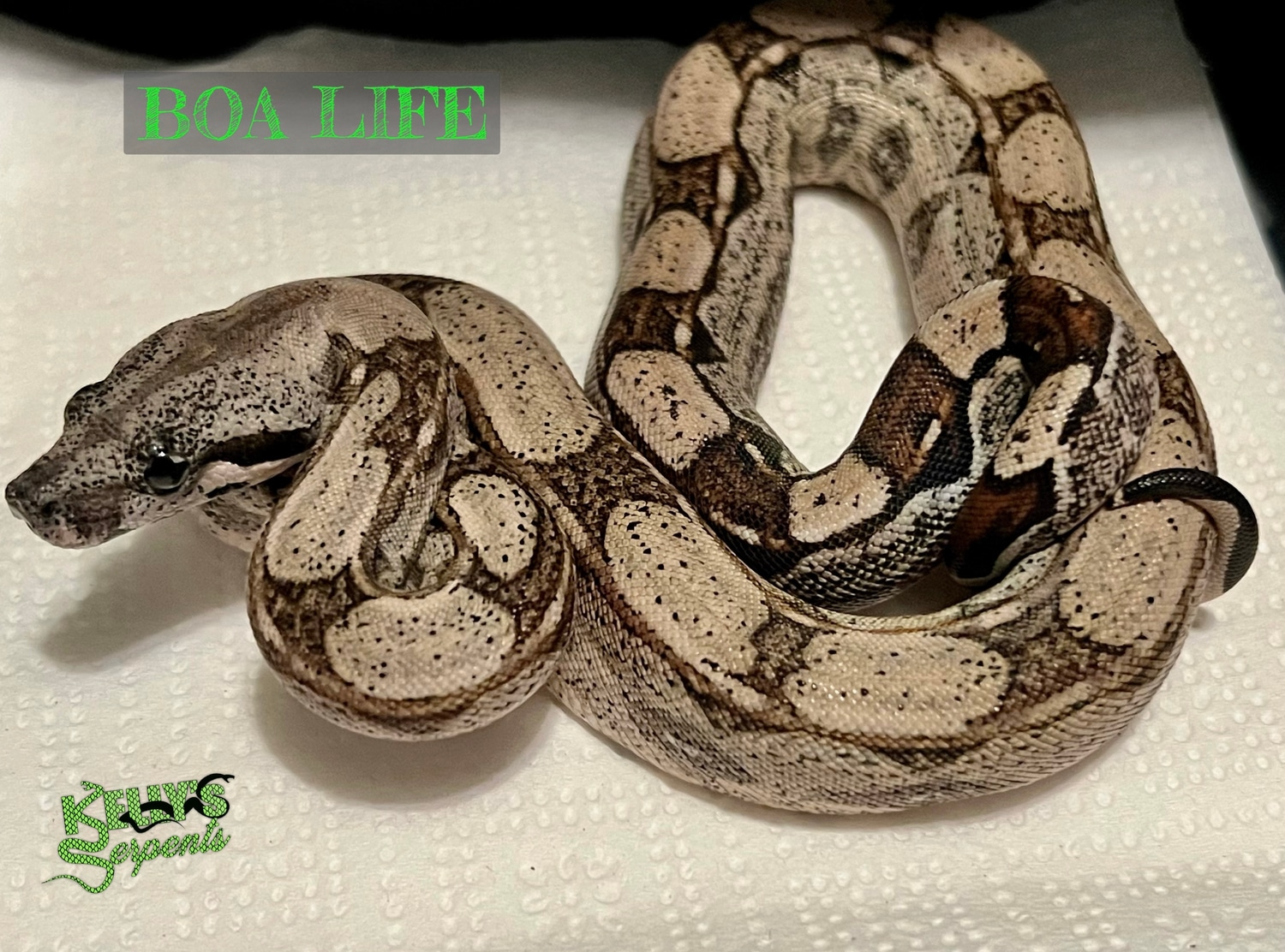 Arabesque 50% Het Anery 50% Het Albino Boa Constrictor by Kelly’s ...
