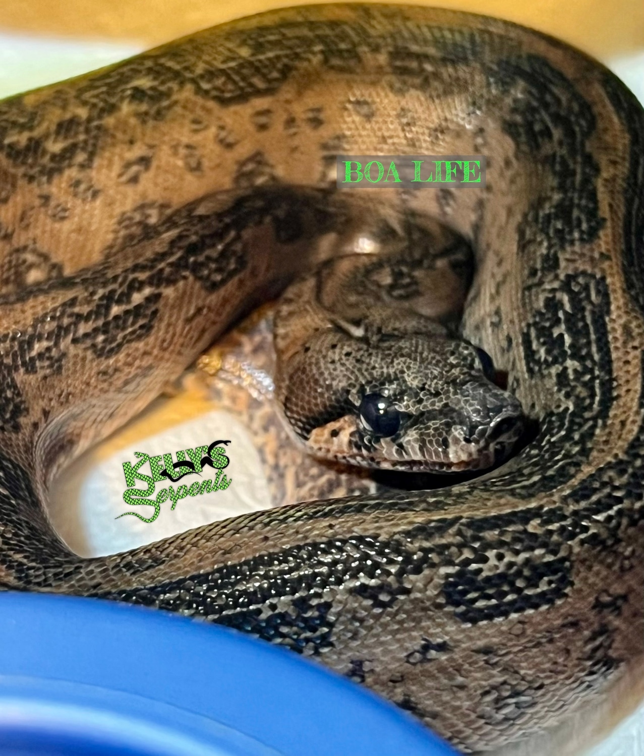 Leopard 66% Het Costa Rican T+ Boa Constrictor by Kelly’s Serpents ...