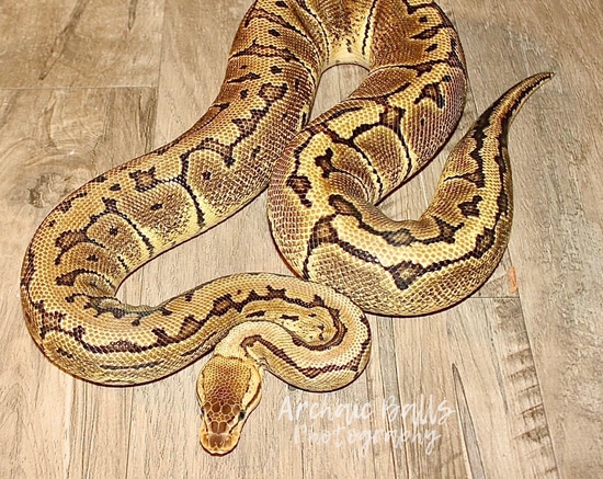 2019 Chocolate Blast Female RTB Ball Python by Archaic Balls