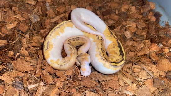 22 Super Fire Paradox Ball Python by Archaic Balls