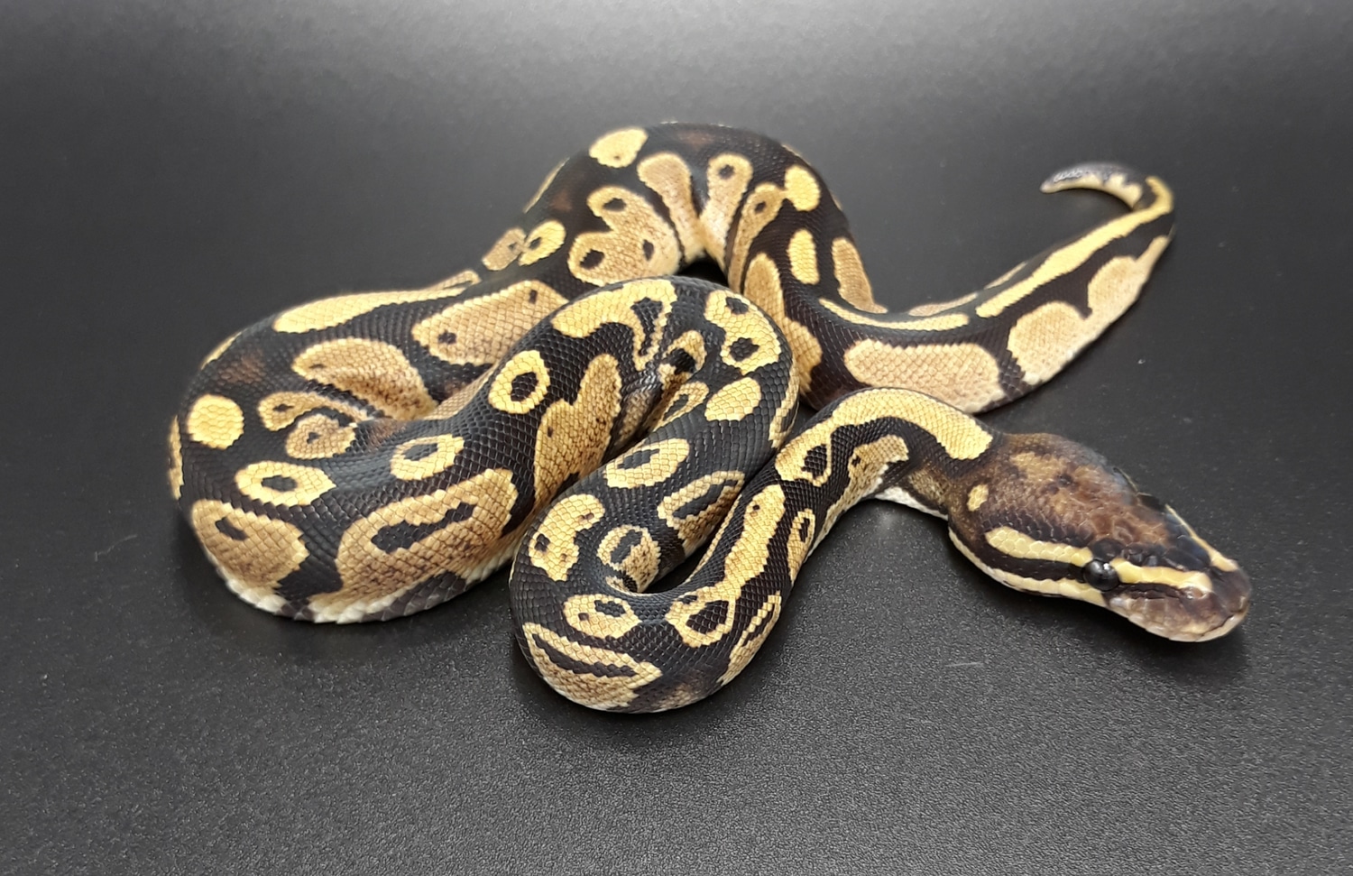 Fire Het Pied Ball Python by 3rd Eye Serpentry - MorphMarket