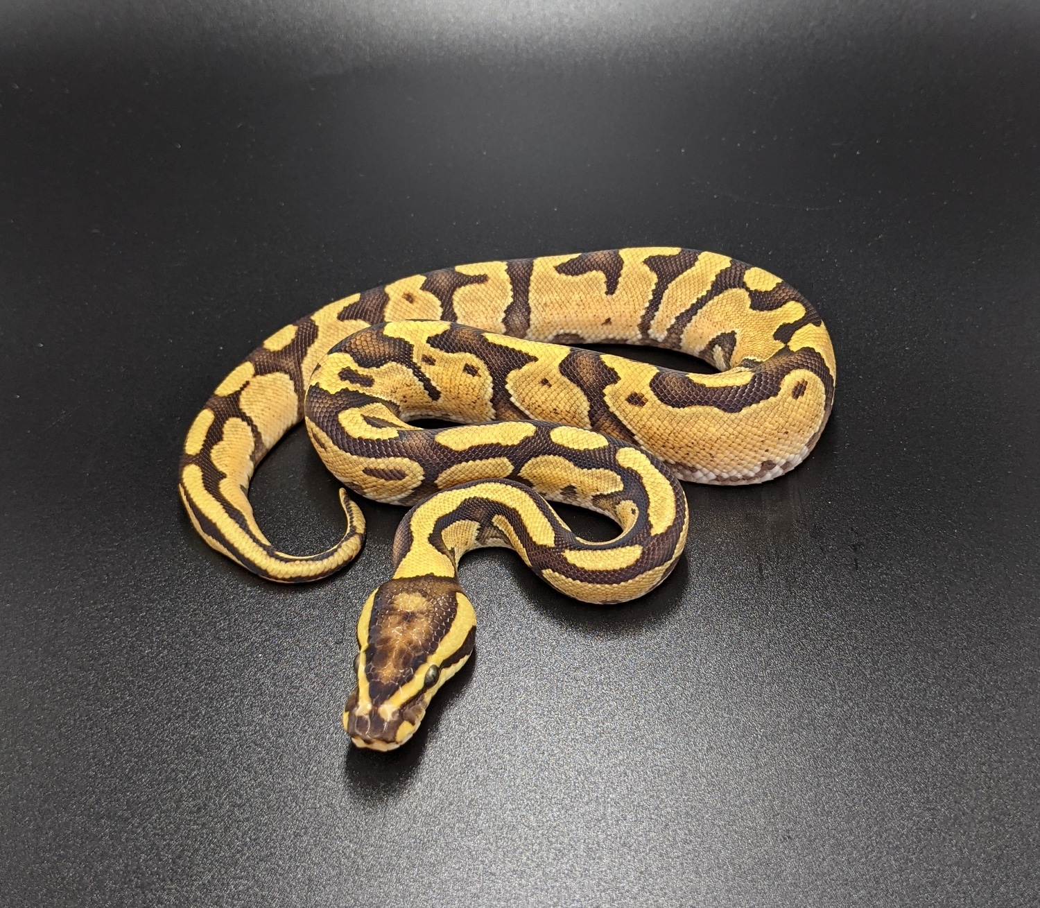 Enchi Fire 50% Het Clown Ball Python by 3rd Eye Serpentry - MorphMarket