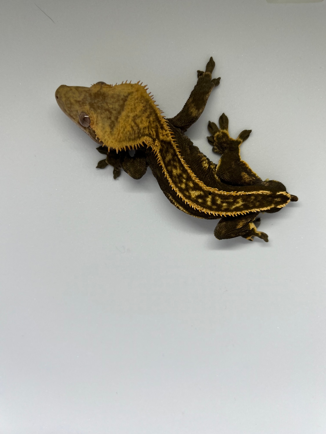 Dark Harlequin Crested Gecko by Tiny Dino Exotics - MorphMarket