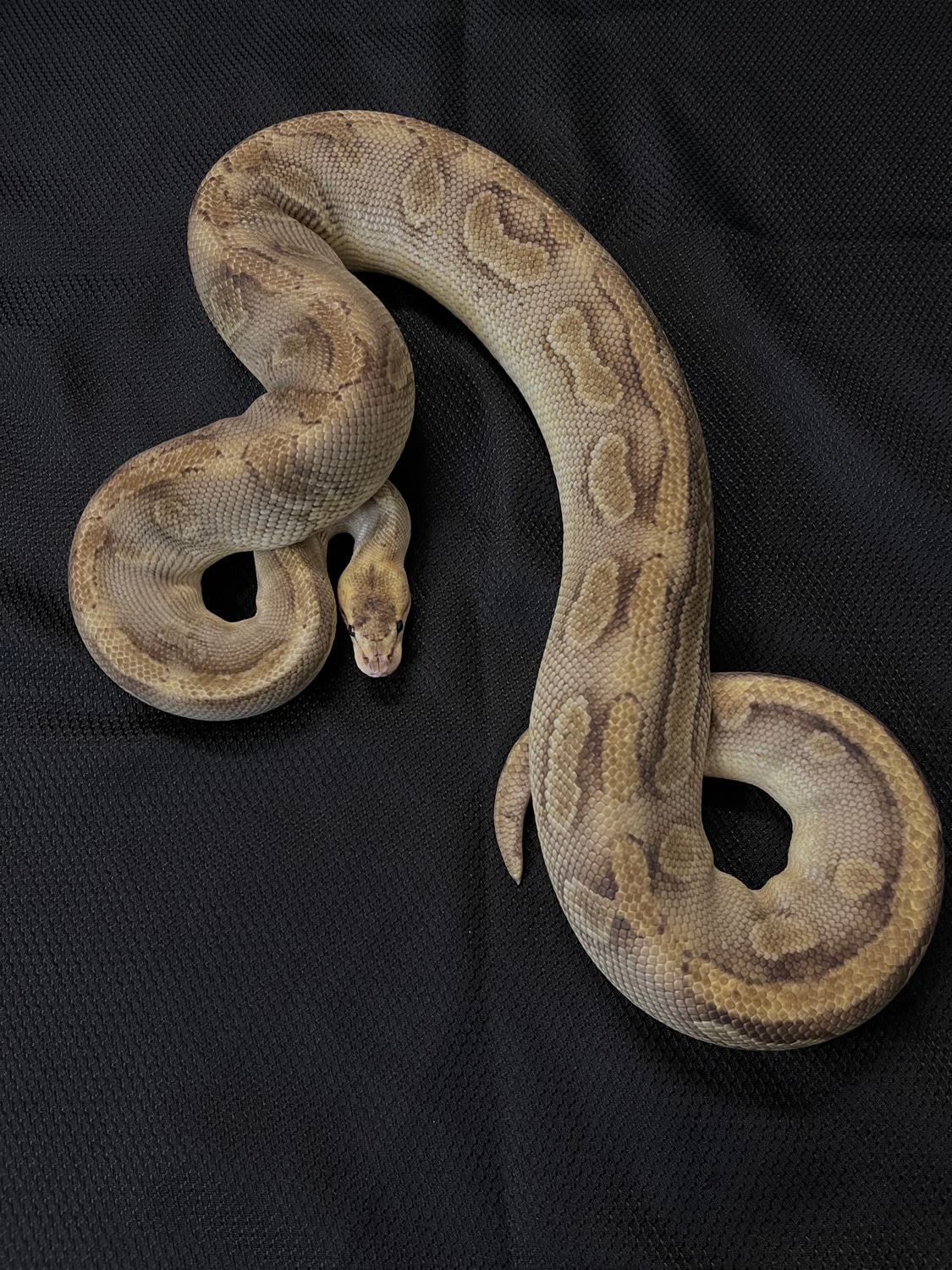Champagne Ball Python by Fusion Reptiles - MorphMarket