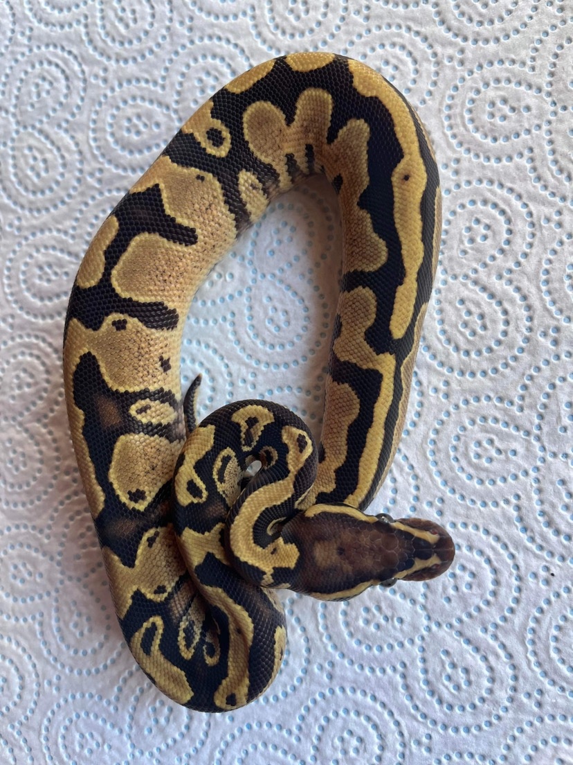 Fire Het Pied 66% Het Lavender Ball Python by MorphDreamers - MorphMarket