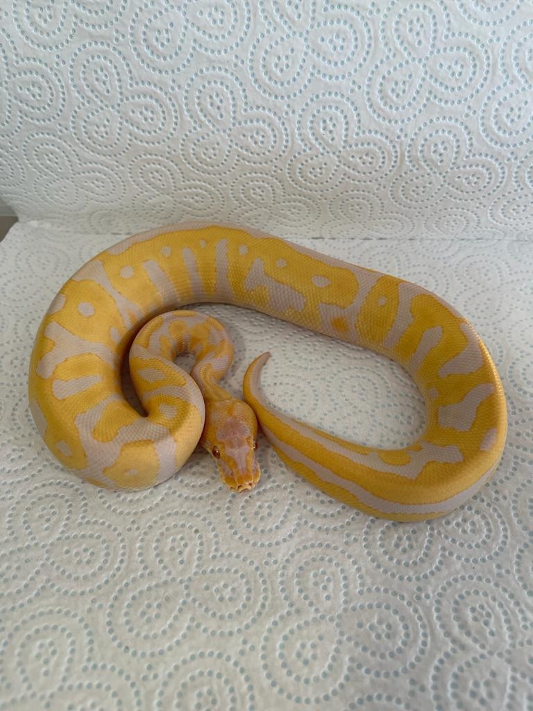 Leopard Candino Het Pied Ball Python by MorphDreamers - MorphMarket