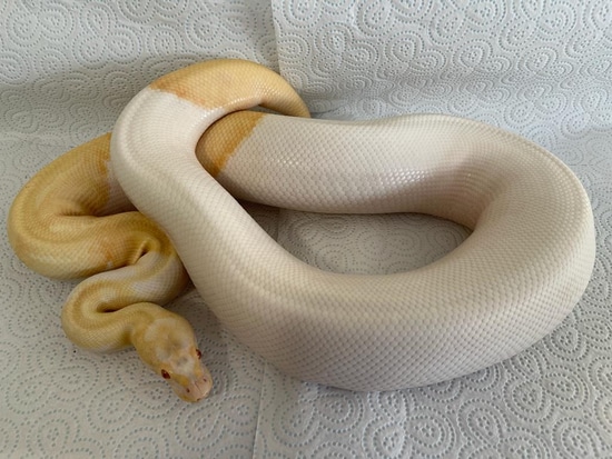 Leopard Albino Pied Ball Python by MorphDreamers