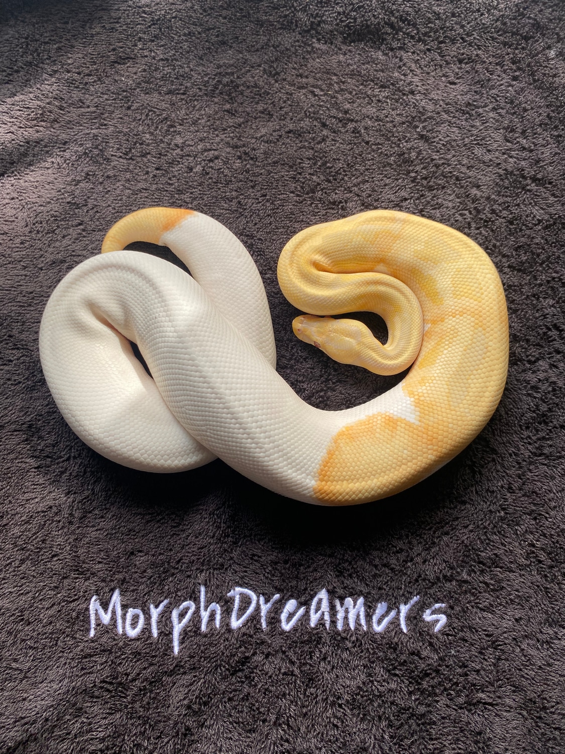 Candino Pied Possible Leopard Ball Python by MorphDreamers - MorphMarket