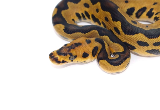 Leopard Yellowbelly Clown Ball Python by Rep-N-Bullies