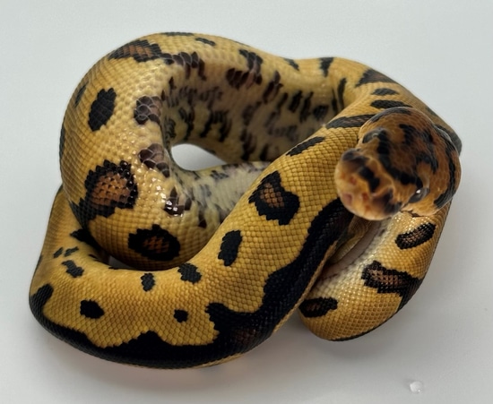Leopard YB Fire Clown *BOGO* Ball Python by Rep-N-Bullies