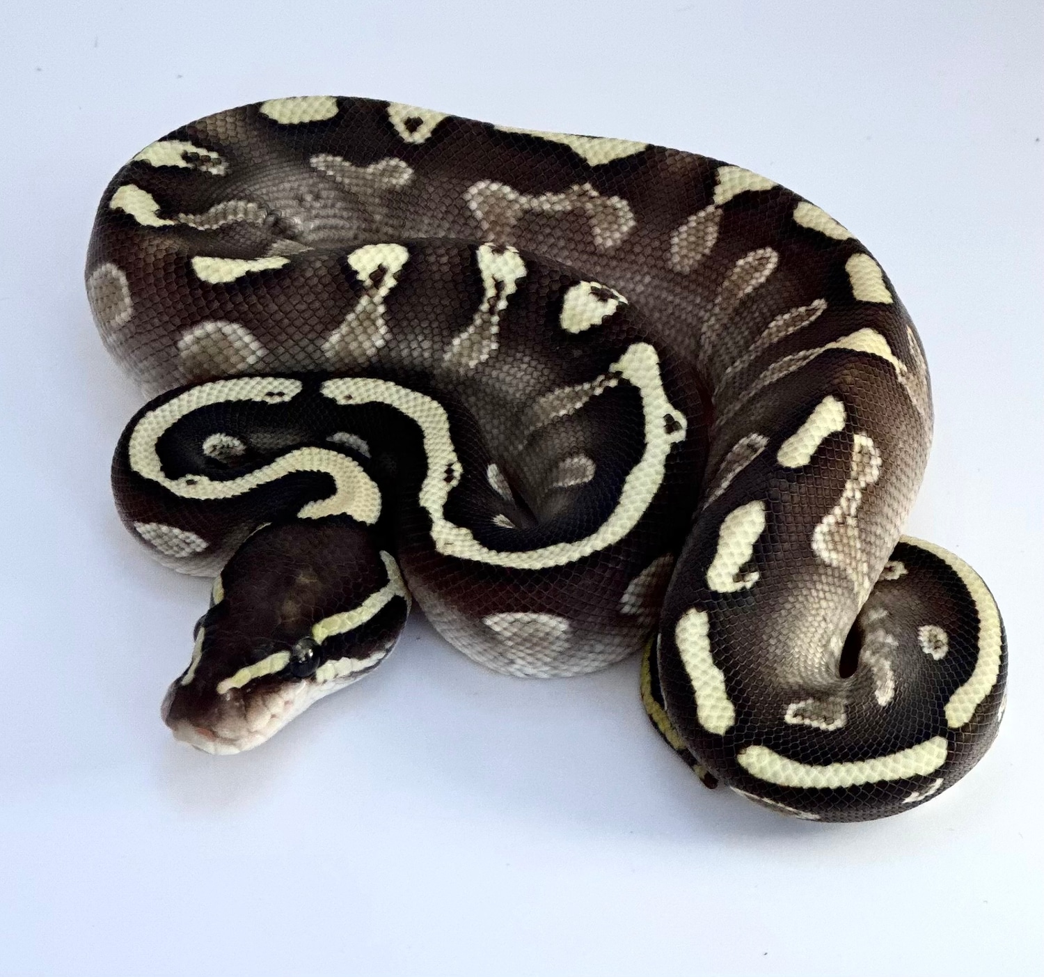 GHI Butter 66% Het Clown Ball Python by Rep-N-Bullies - MorphMarket