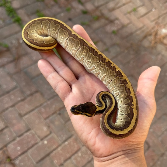 Blackhead Phantom Pinstripe Het Hypo Ball Python by RepNBullies_LLC