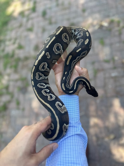 Blackhead Phantom Het Hypo *BOGO* Ball Python by RepNBullies_LLC
