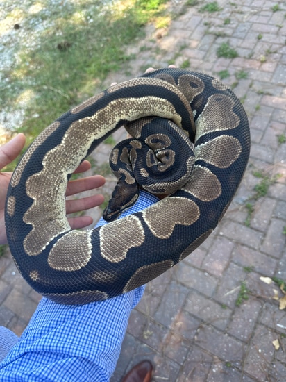 Orange Dream Het Pied *BOGO* Ball Python by RepNBullies_LLC