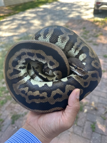 Leopard Black Pastel Het Clown *BOGO* Ball Python by RepNBullies_LLC