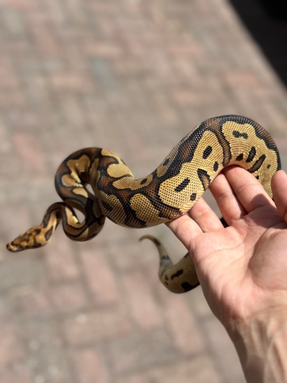 Leopard YB Fire Clown Ball Python by RepNBullies_LLC