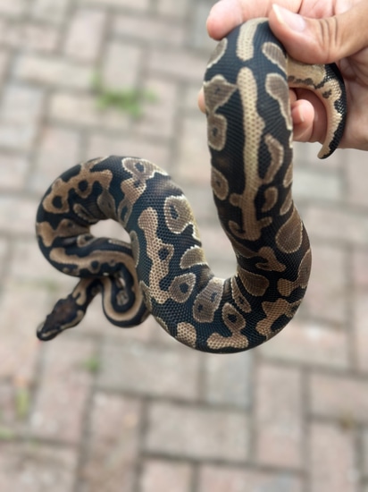 Double Het VPI Axanthic Pied Ball Python by RepNBullies_LLC