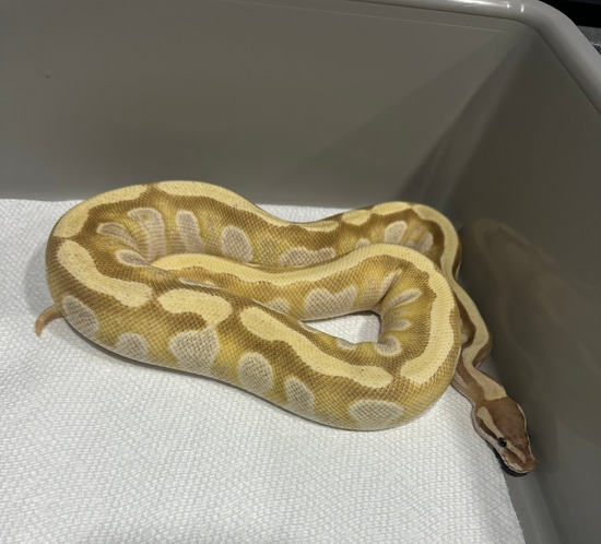 Monarch Enchi Fire Yellowbelly Mojave Ball Python by RepNBullies_LLC
