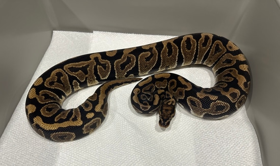 Spotnose Het Clown 50% Het Pied Ball Python by RepNBullies_LLC