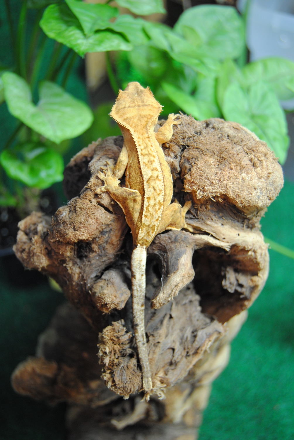 Cream Quad-stripe Tri-color Crested Gecko by Kementari's Creatures ...