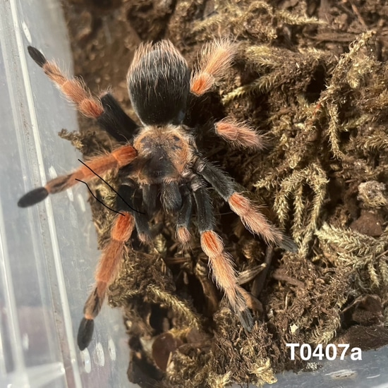 Brachypelma Boehmei Mexican Fire-leg 3" Tarantula by Kementari's Creatures