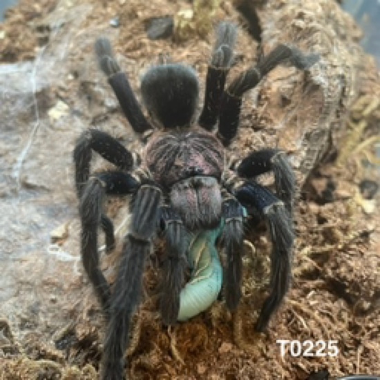 Phormictopus Sp. "South Hispaniola Blue" 6" Tarantula by Kementari's ...