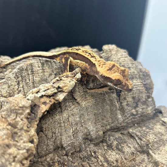 Tri-color Pinstripe 5g Crested Gecko by Kementari's Creatures