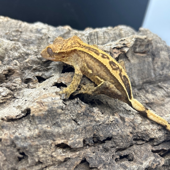 Phantom Pinstripe 13g MALE Crested Gecko by Kementari's Creatures