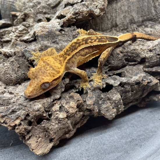 Phantom Quad-pinstripe 10g Crested Gecko by Kementari's Creatures
