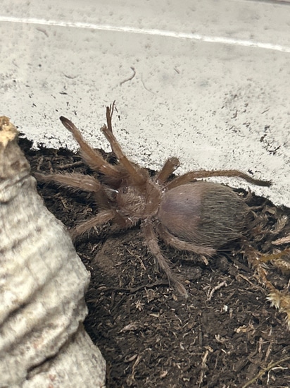 Brachypelma Albiceps Mexican Golden Red-rump 1.5" Tarantula by ...