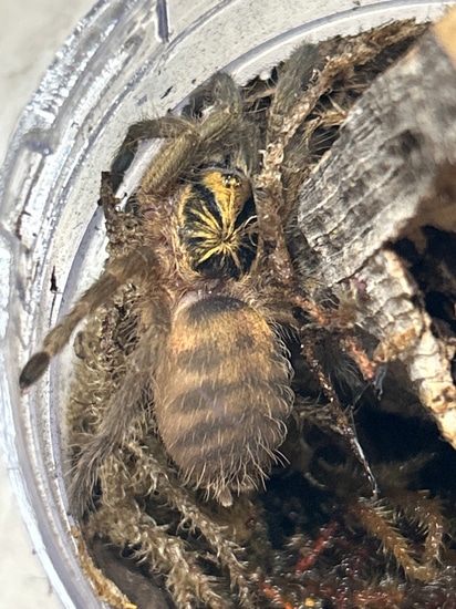 Neoholothele Incei Trinidad Olive 2” Tarantula by Kementari's Creatures