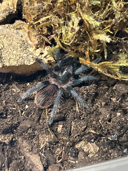 Tliltocatl Epicureanus Yucatan Rust-rump 1.75" Tarantula by Kementari's ...