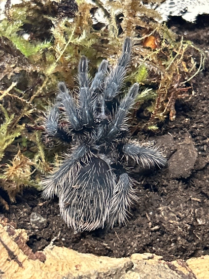 Tliltocatl Albopilosus Curly Hair 2” Tarantula by Kementari's Creatures