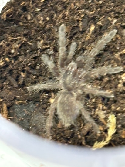 Ceratogyrus Marshalli Unicorn Horned Baboon 0.75" Tarantula by ...