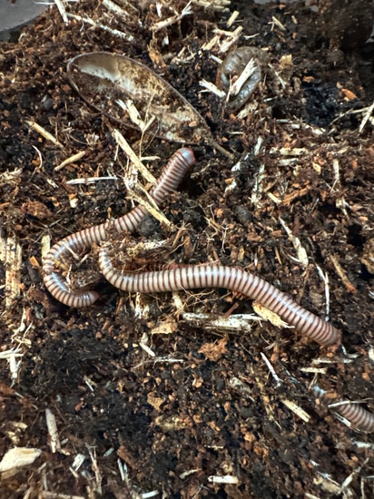 Tonkinbolus Caudulanus Vietnamese Rainbow Millipede 1-2" by Kementari's ...