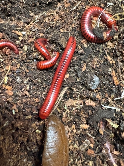 Centrobolus Sp. Mozambique Red Fire Millipede 1"+ by Kementari's Creatures