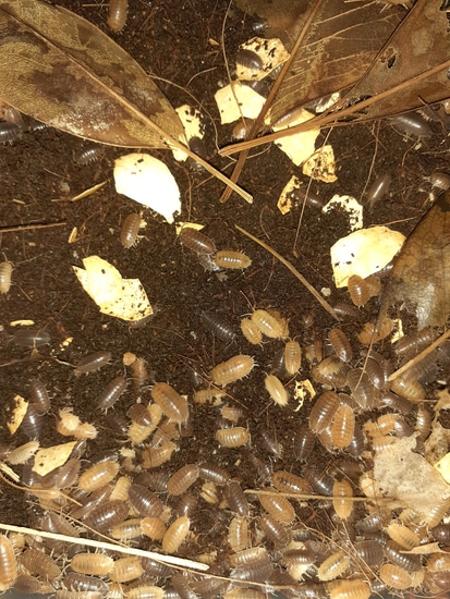 Party Mix- 10 Cnt Isopod by Kemet's Kingdom