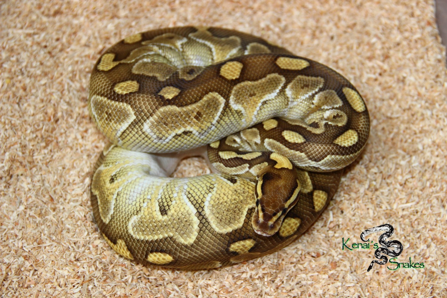 Butter 100% Het Clown Ball Python by Kenai's Snakes - MorphMarket