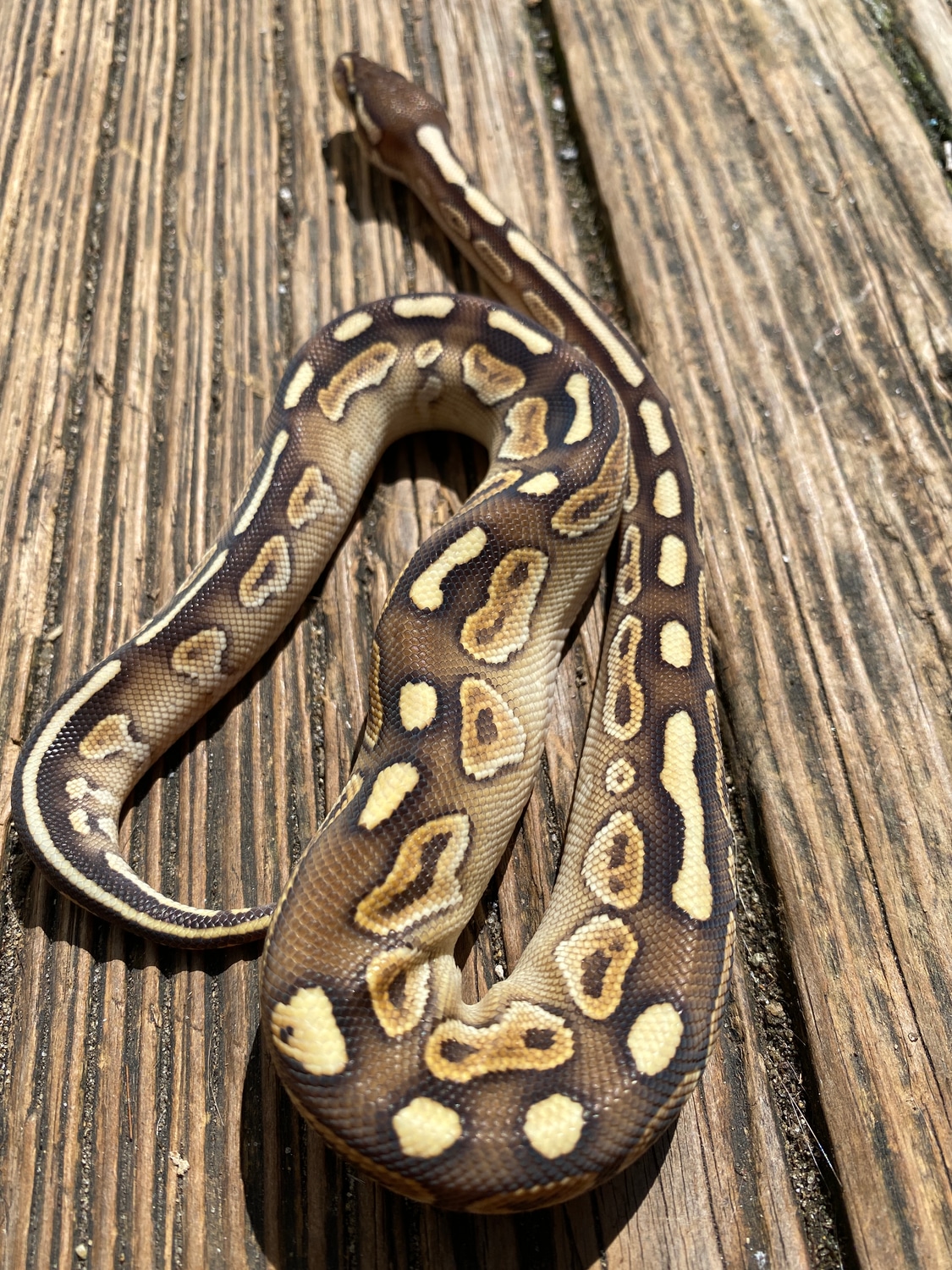 Cinnamon Mocha Ball Python by KnS Reptiles - MorphMarket