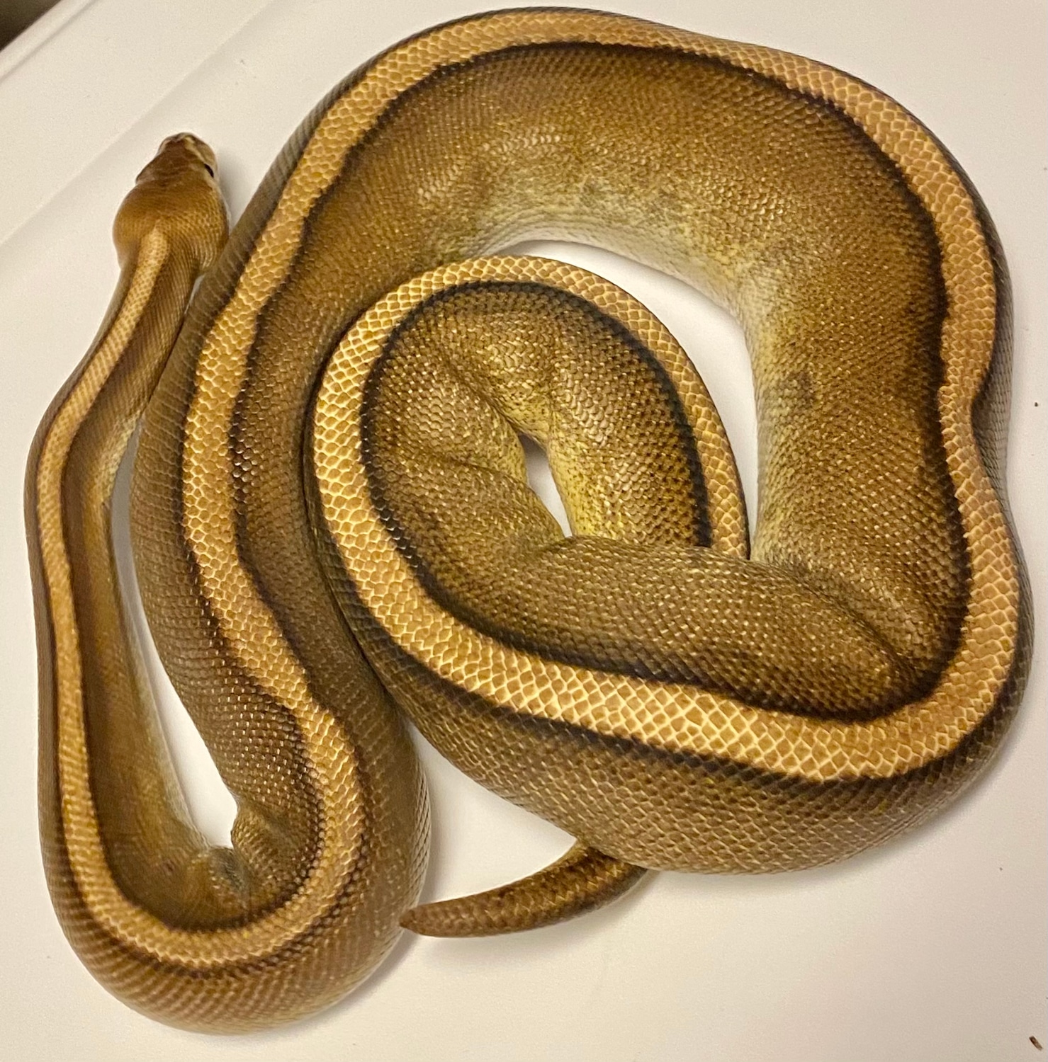 Genetic Stripe Ball Python by KnS Reptiles - MorphMarket