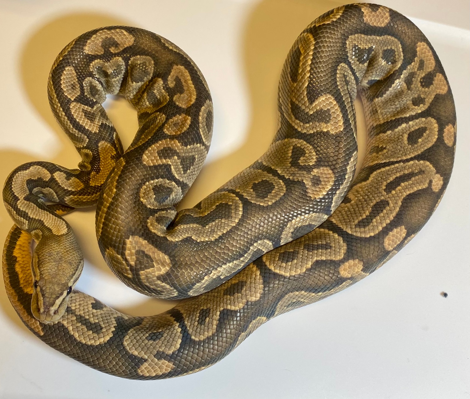 Orange Ghost Ball Python by KnS Reptiles - MorphMarket