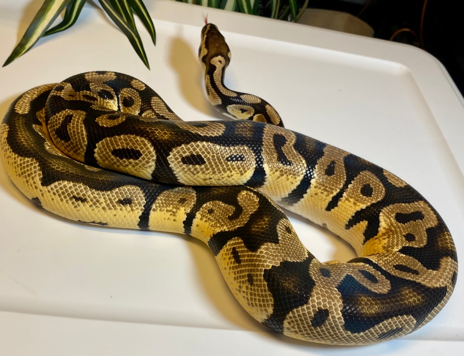 Orange Dream Pastel Ball Python by KnS Reptiles - MorphMarket