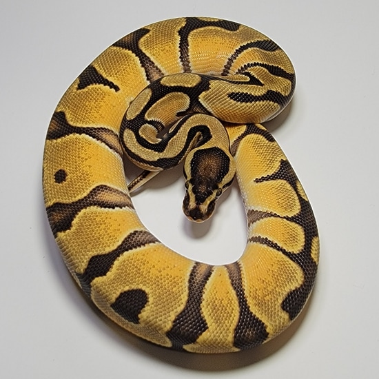 OD Enchi Het Pied Ball Python by Prime Reptiles - MorphMarket