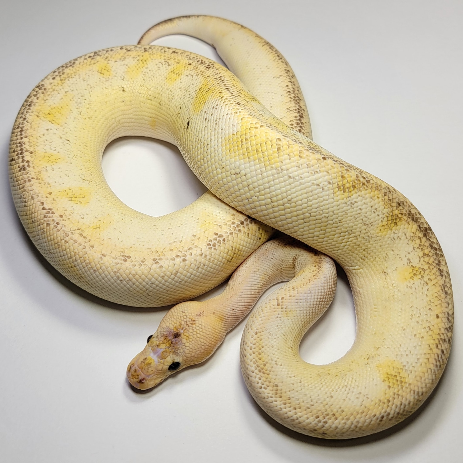 Scaleless Head GHI Champagne Mojave Het Pied Ball Python by Prime ...