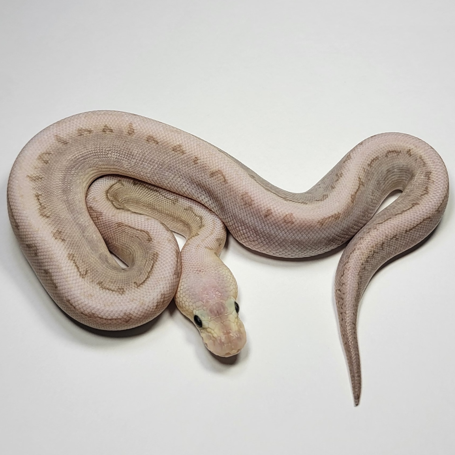 Bamboo Cinnamon Pinstripe Pastel Het Puzzle Ball Python by Prime ...