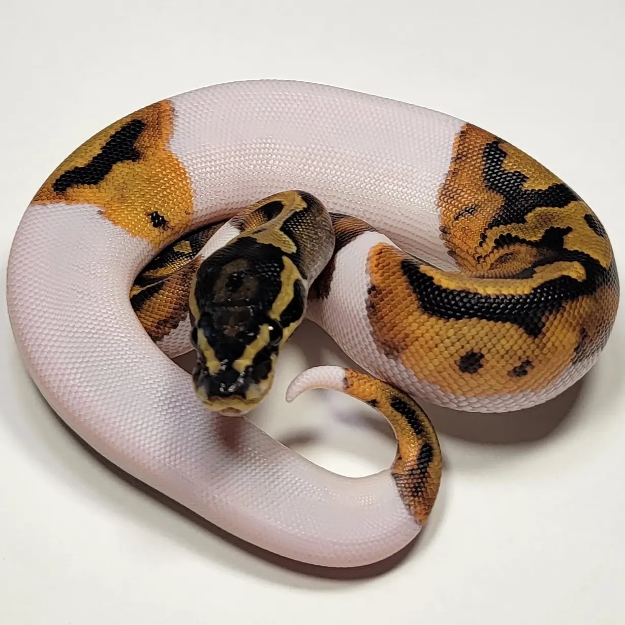 Orange Dream Piebald Ball Python by Prime Reptiles - MorphMarket